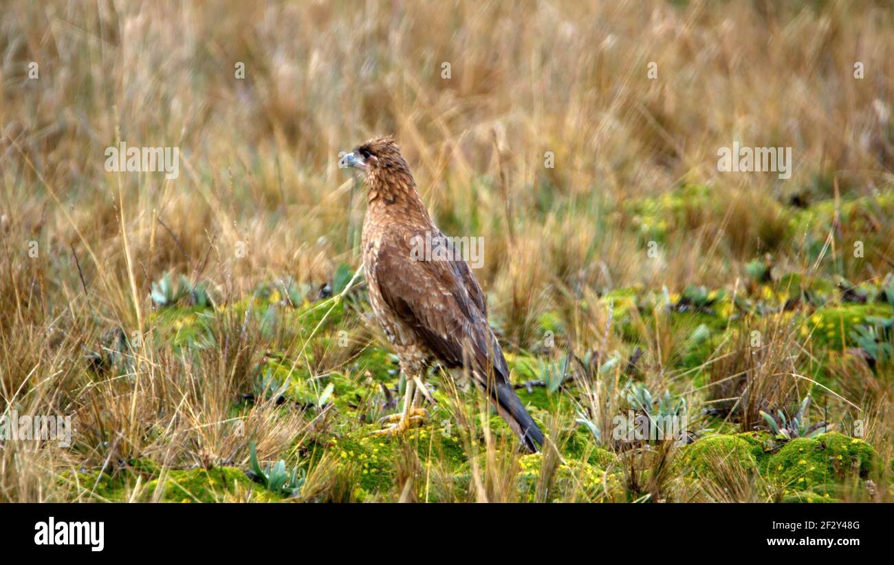 Carunculated caracara (Phalcoboenus carunculatus) in the Antisana ...