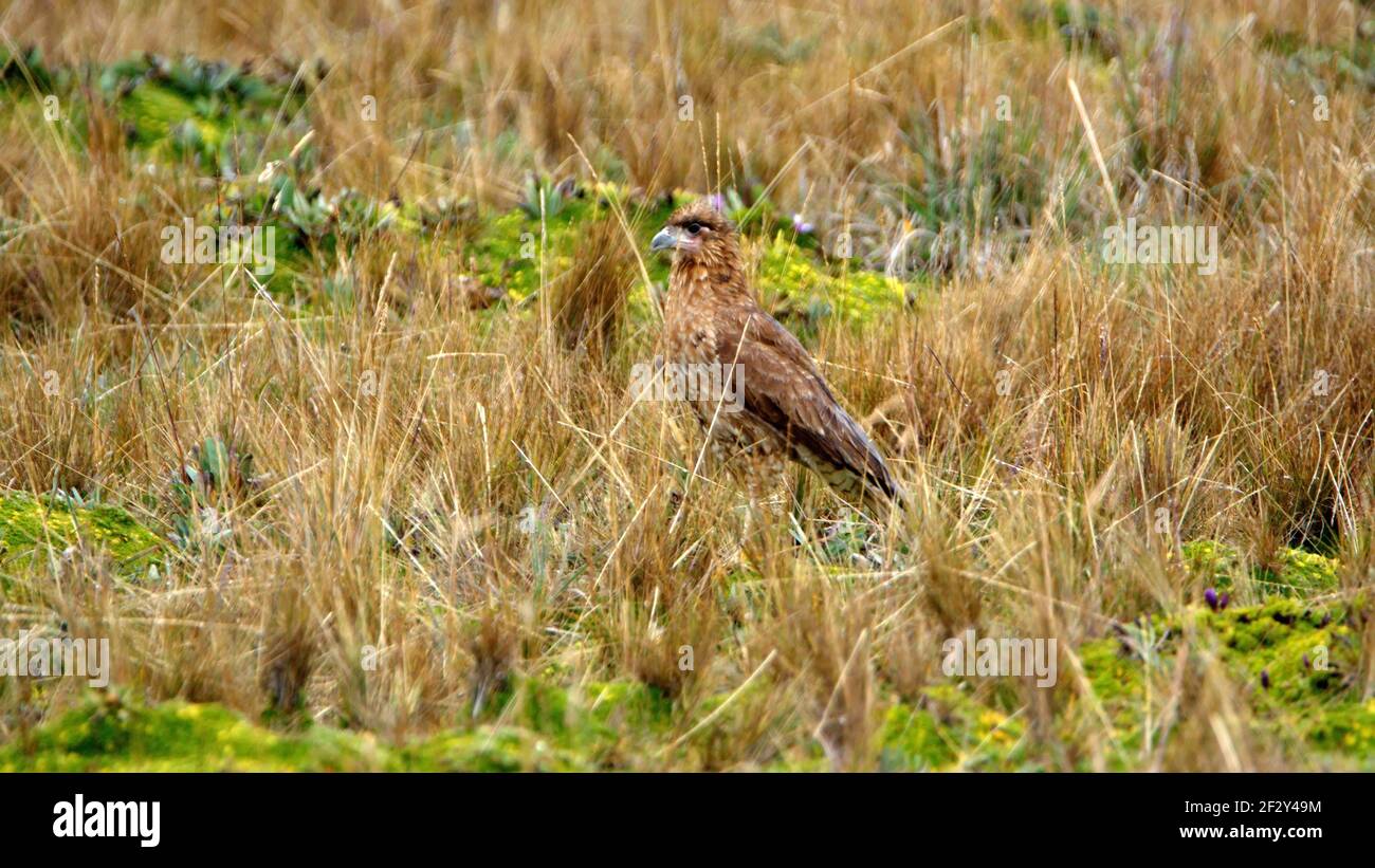Carunculated caracara (Phalcoboenus carunculatus) in the Antisana ...