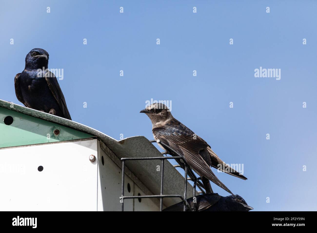 Female purple martin hi-res stock photography and images - Alamy