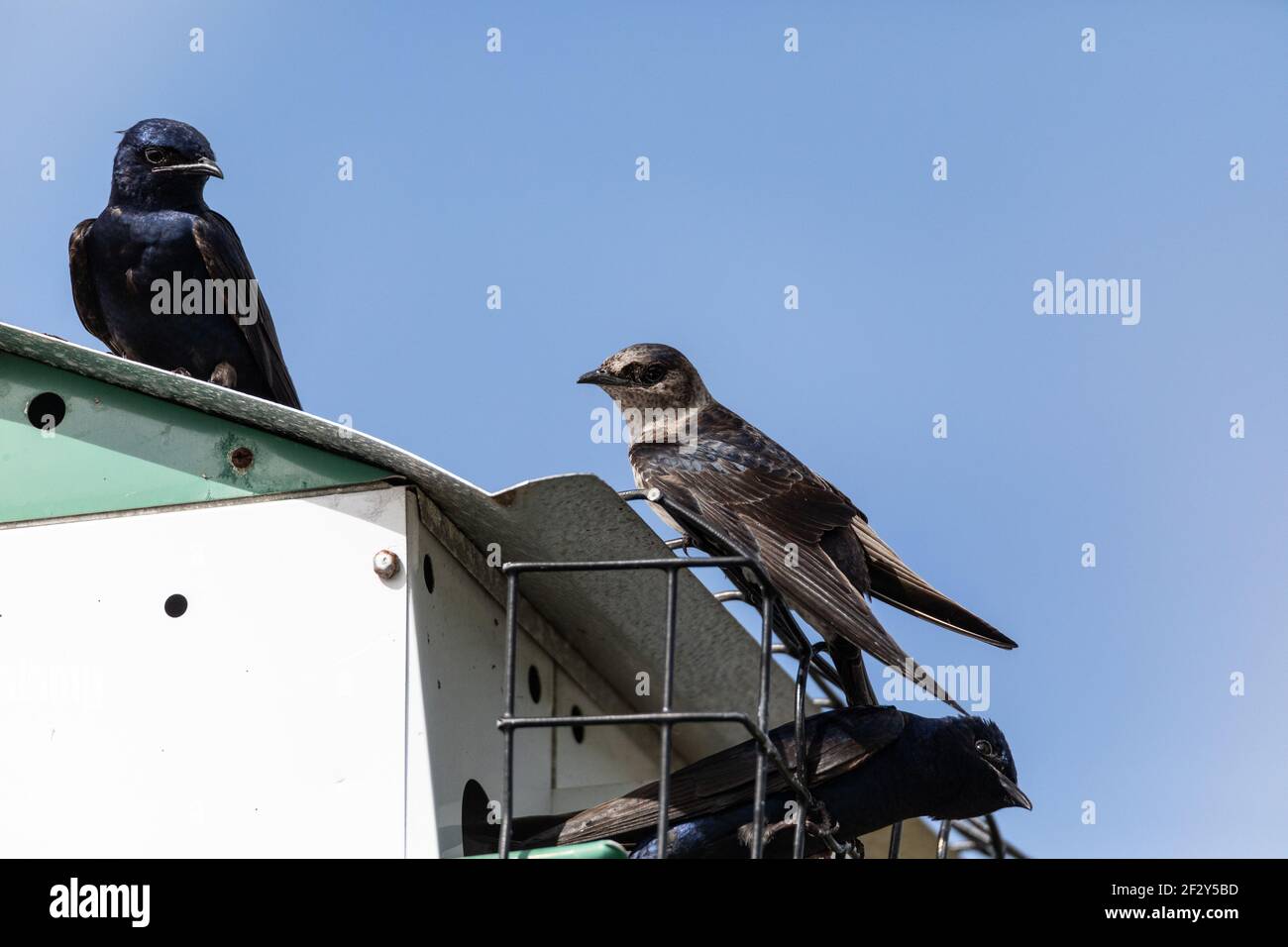Female Purple Martin High Resolution Stock Photography and Images - Alamy