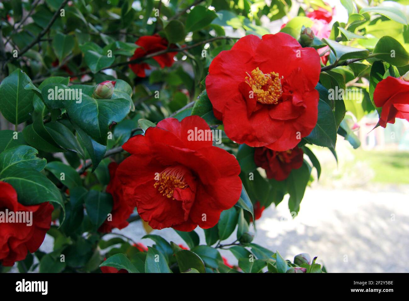 Camellia Japonica Tree High Resolution Stock Photography and Images - Alamy