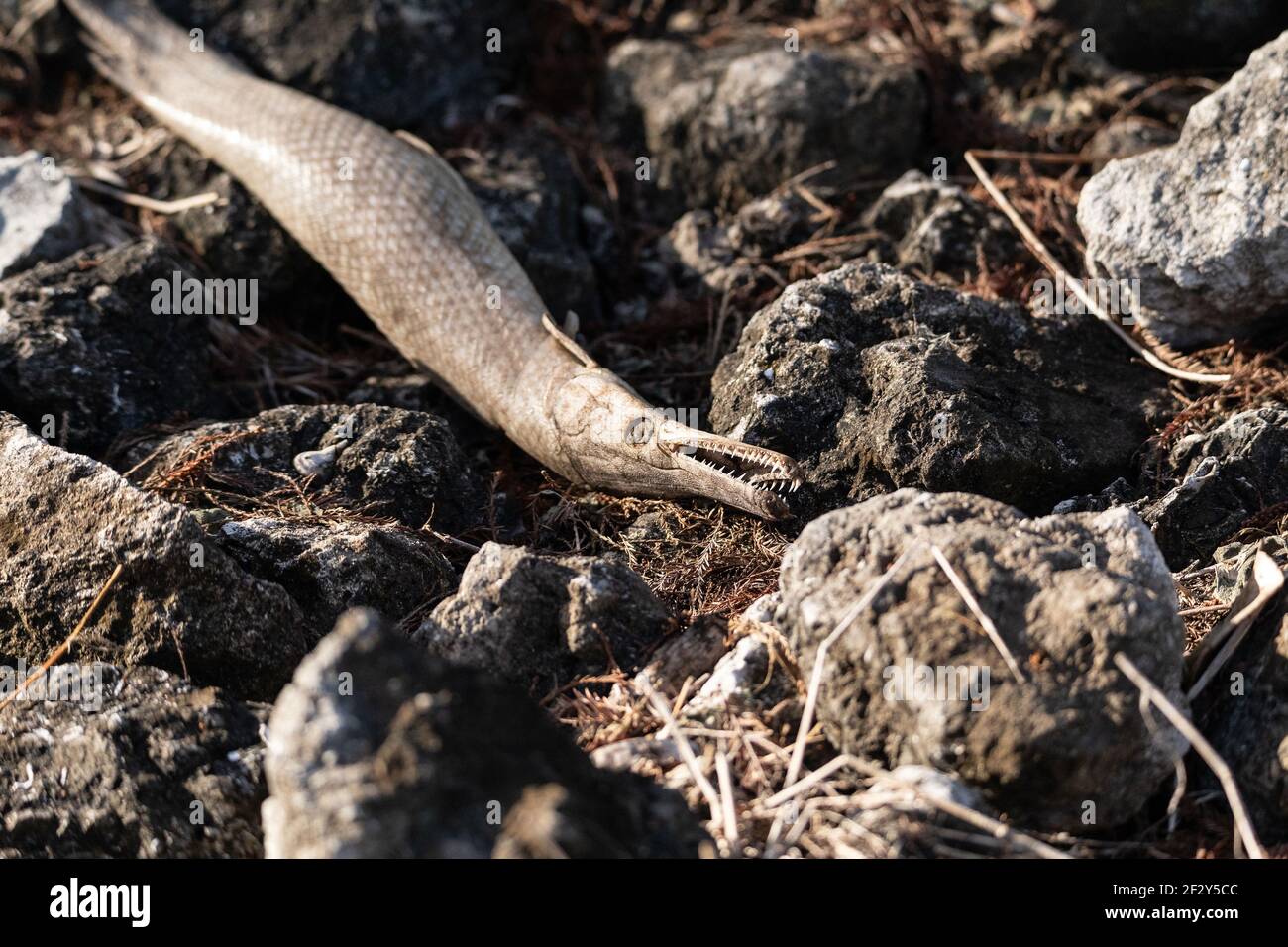 Dead alligator gar fish Atractosteus spatula lays across the rocks near ...