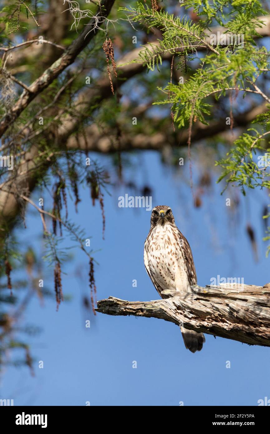 Red tailed hawk Buteo jamaicensis bird of prey perches on a tree in ...