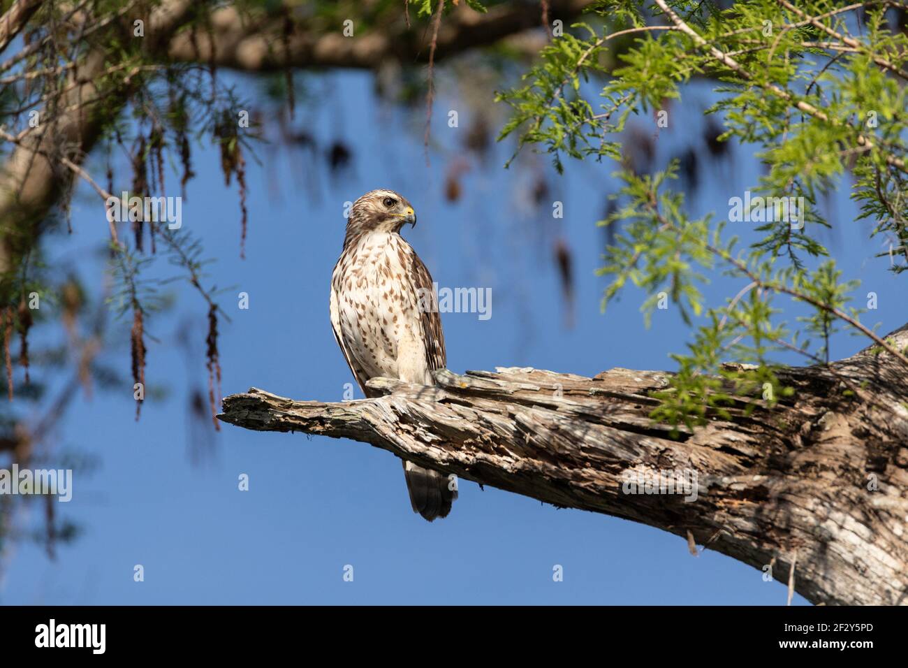 Red tailed hawk Buteo jamaicensis bird of prey perches on a tree in ...