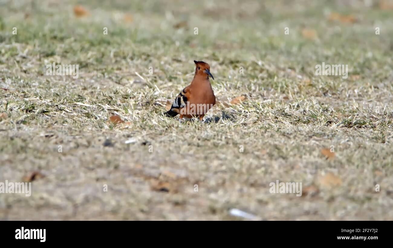 Upupa africana hi-res stock photography and images - Alamy
