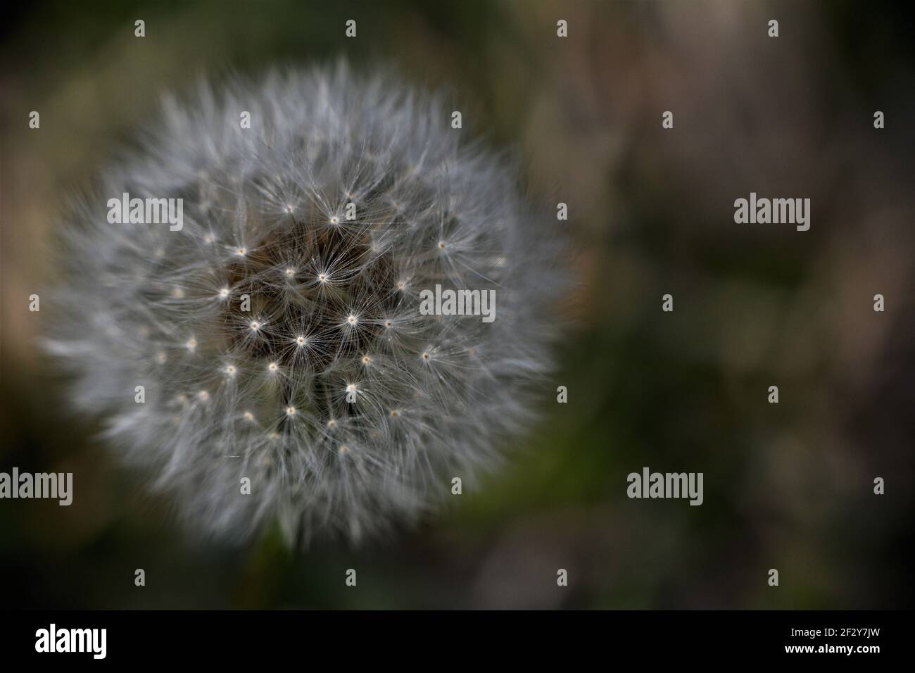 Dead dandelion hi-res stock photography and images - Alamy