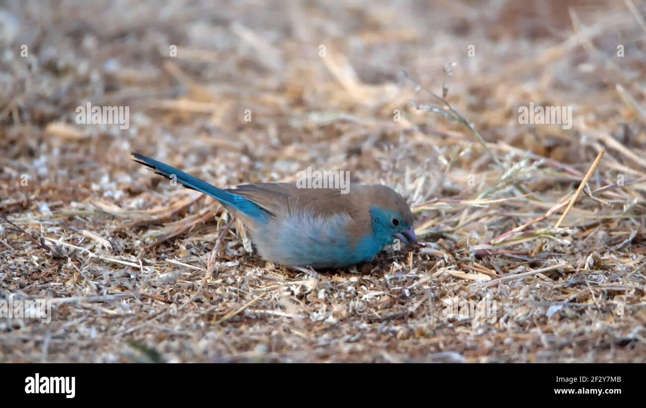 Blue Waxbill (Uraeginthus angolensis) in Pilanesberg National Park ...