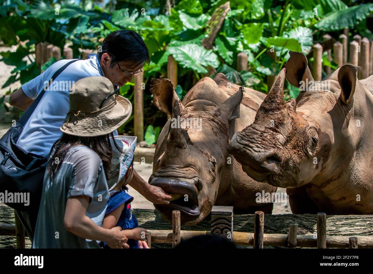 Tourists feeding animals hi-res stock photography and images - Alamy