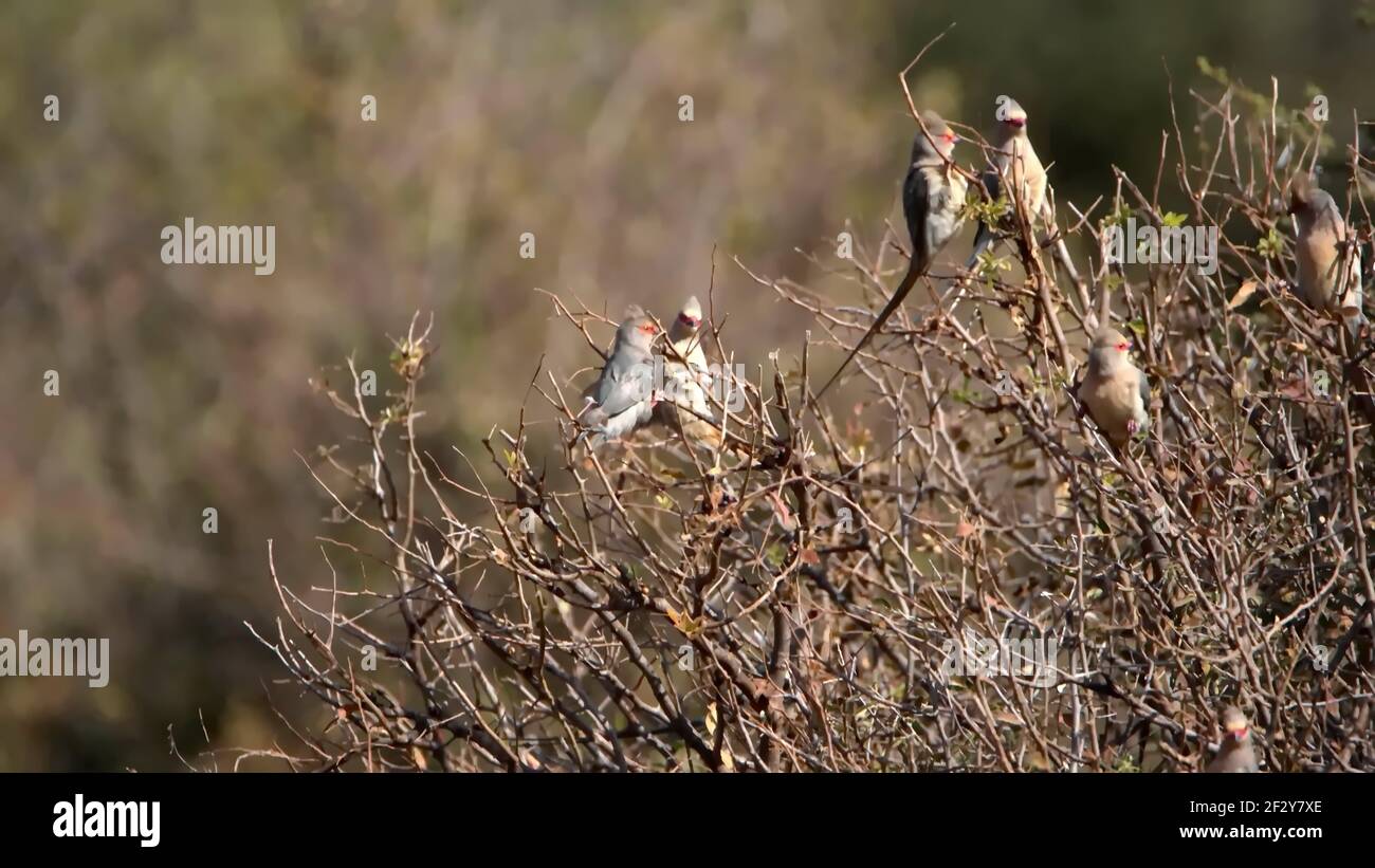 Red-faced mousebirds (Urocolius indicus) in a bush in Pilanesberg ...