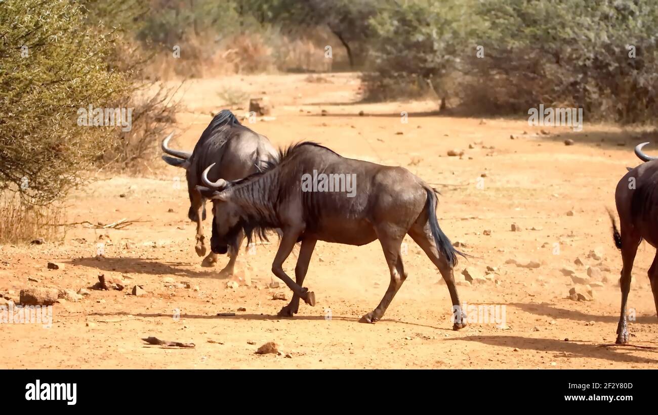 Watering hole animal africa hi-res stock photography and images - Alamy
