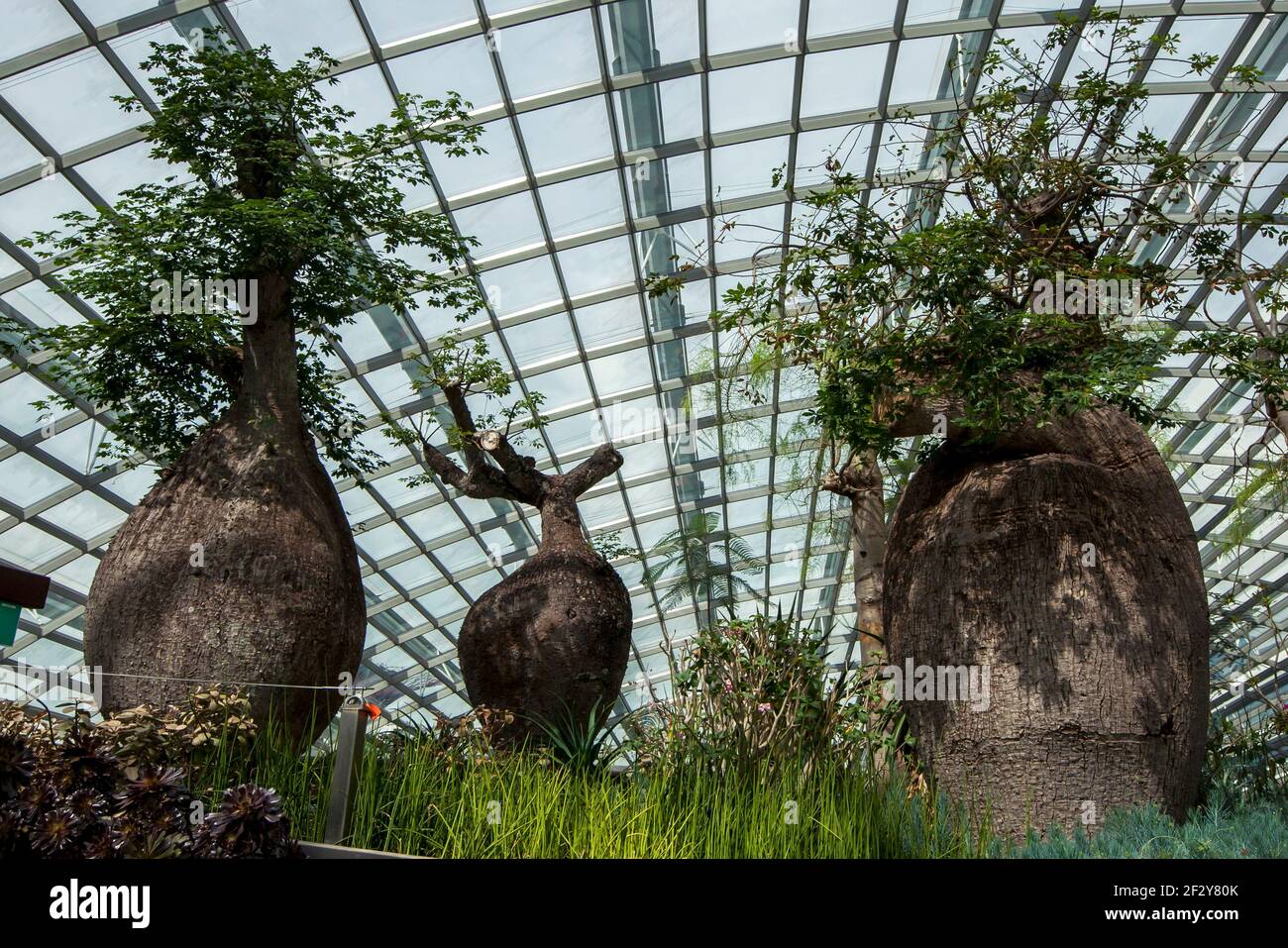 Three boab trees on display at the Garden by the Bay in Singapore Stock ...