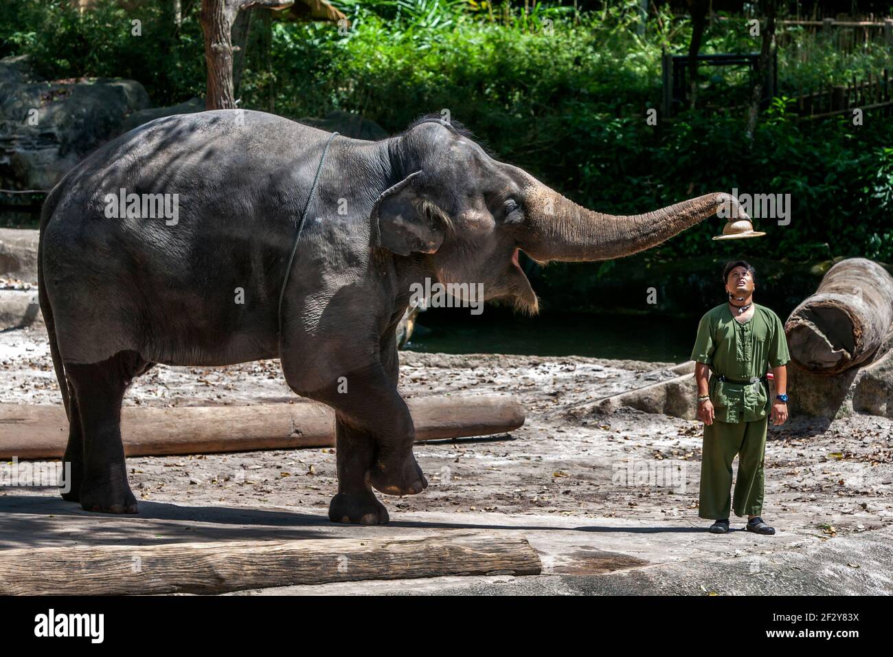 Elephant show singapore zoo singapore hi-res stock photography and ...