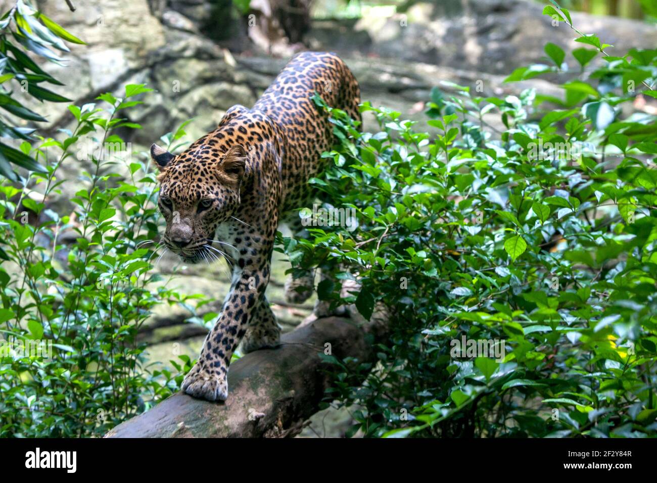 A leopard paces within its enclosure at Singapore Zoo in Singapore ...