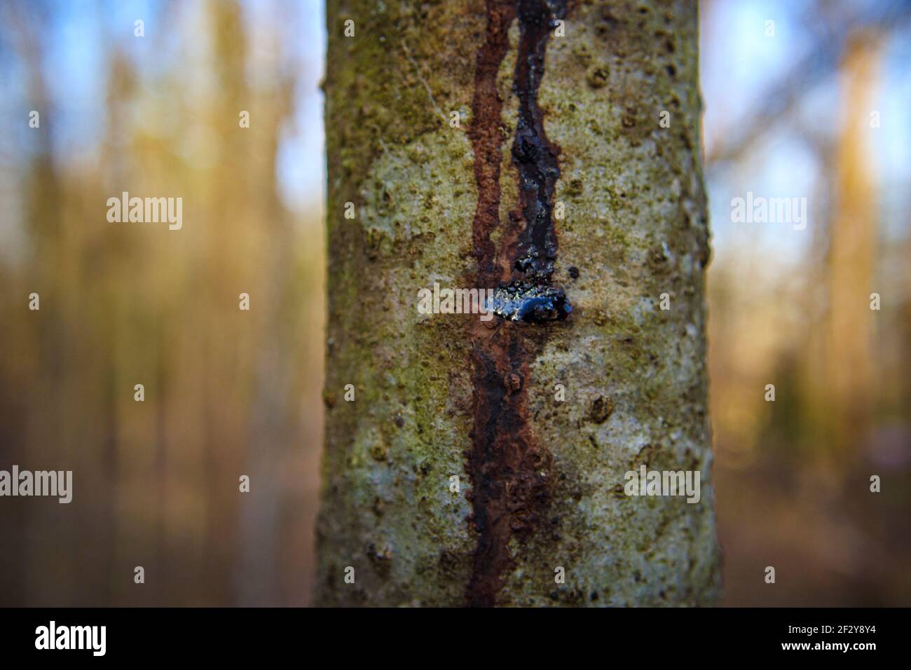 Sap oozing out of the tree hi-res stock photography and images - Alamy