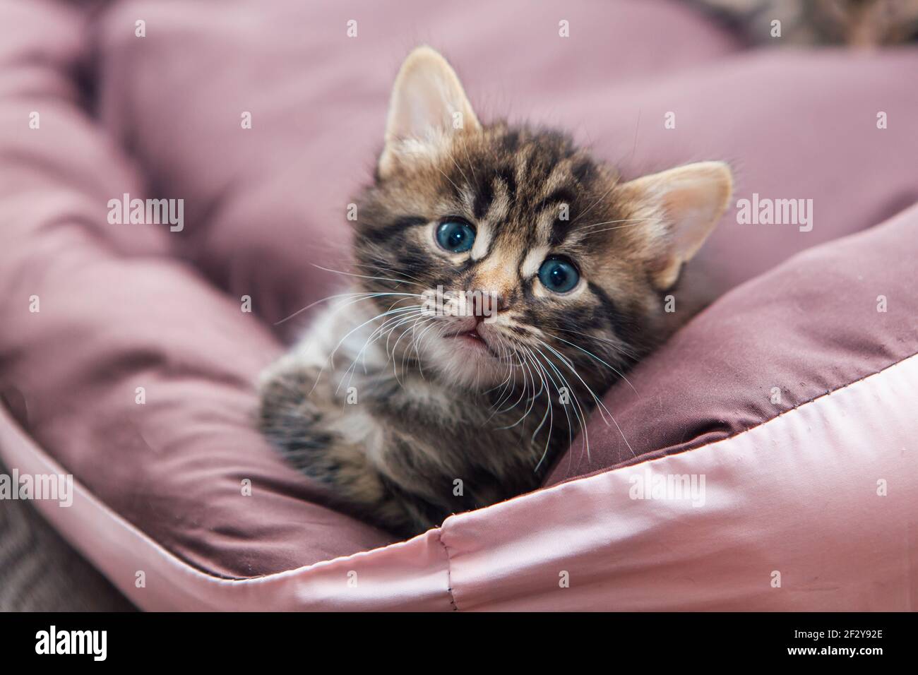 1 week old kitten hi-res stock photography and images - Alamy