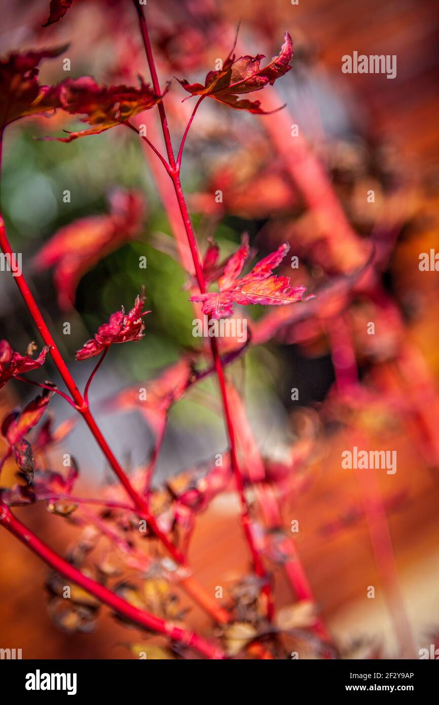 Australian maple leaf hi-res stock photography and images - Alamy