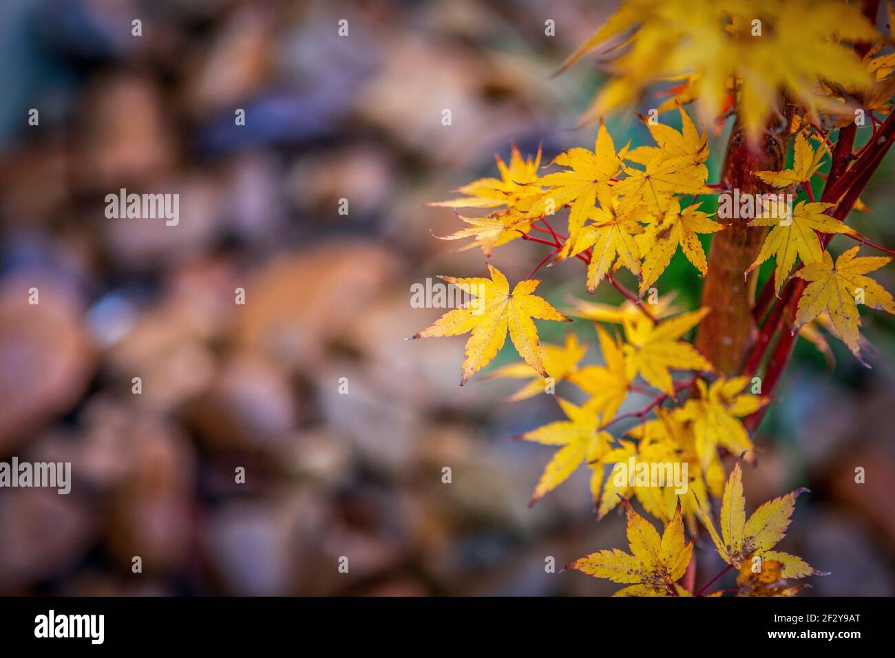 Australian maple leaf hi-res stock photography and images - Alamy