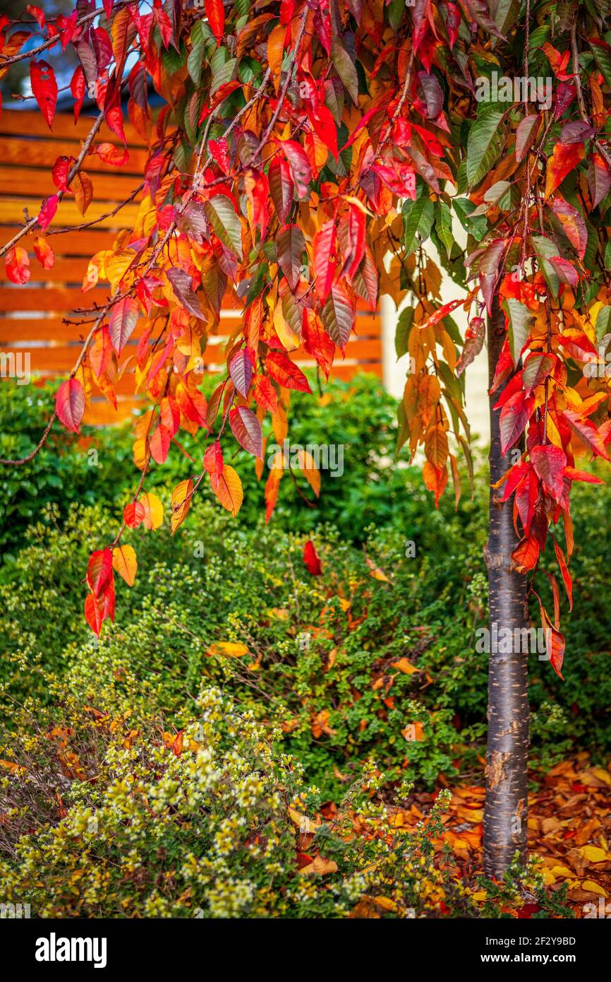 Weeping cherry tree in Autumn Stock Photo - Alamy