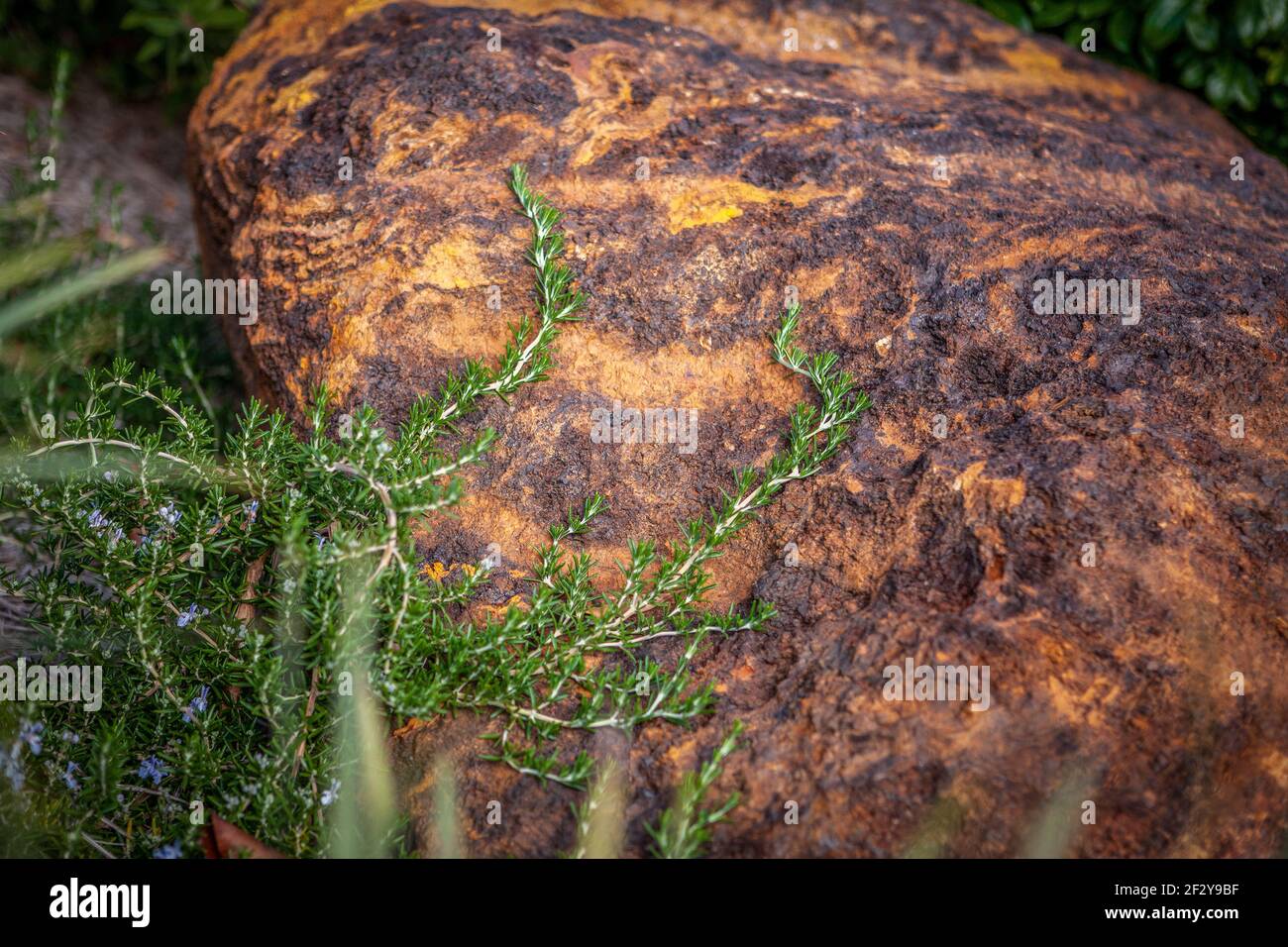 Australian native garden hi-res stock photography and images - Alamy