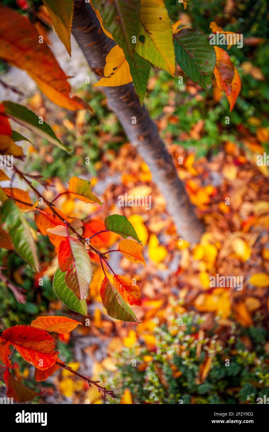 Weeping cherry tree in Autumn Stock Photo - Alamy