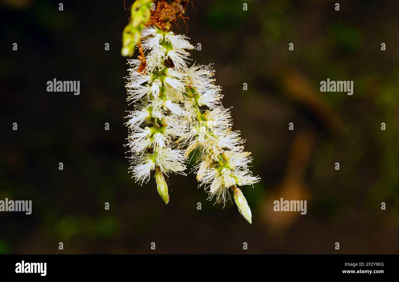 Melaleuca cajuputi flower, in shallow focus with blurred background ...