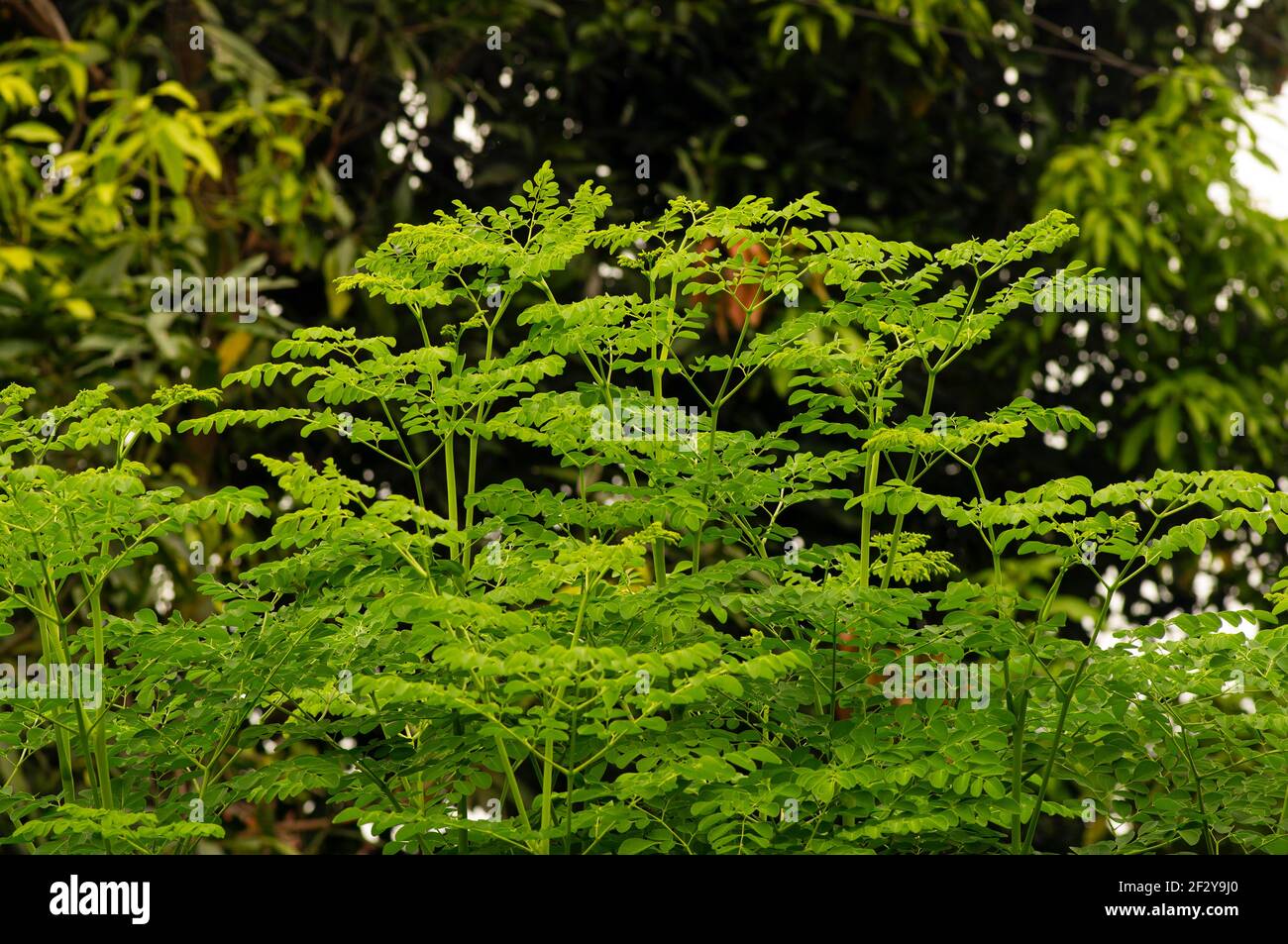 Kelor Or Drumstick Tree Moringa Oleifera Green Leaves Selected Focus kelor-or-drumstick-tree-moringa-oleifera-green-leaves-selected-focus