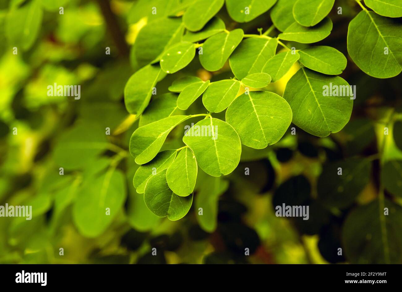 Kelor or Drumstick tree, Moringa oleifera, green leaves, with common ...