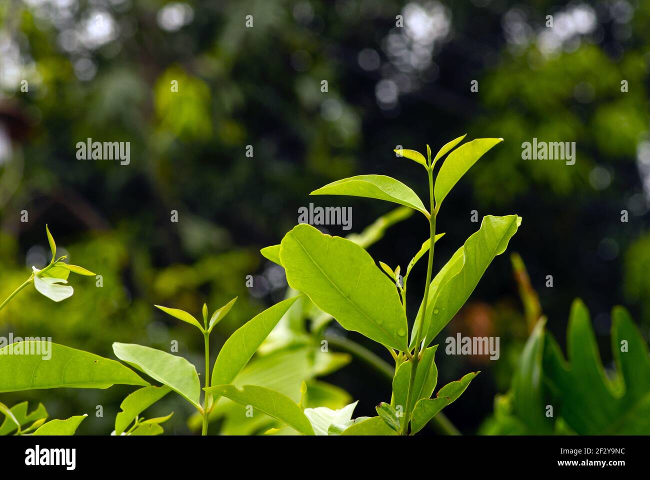 Syzygium polyanthum tree hi-res stock photography and images - Alamy