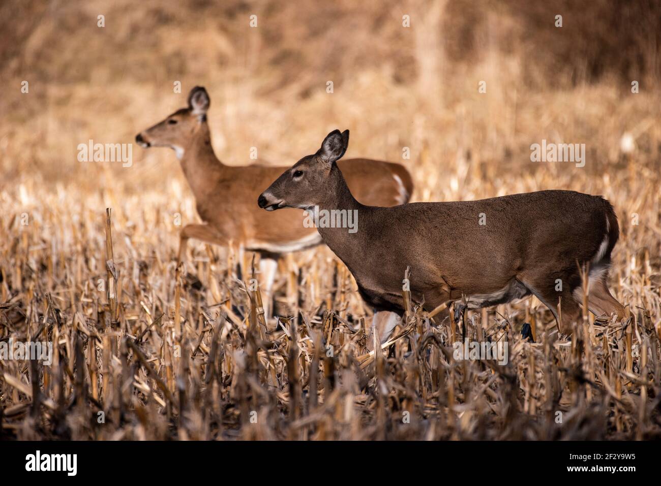 Ecosystem and animals multiple hi-res stock photography and images - Alamy