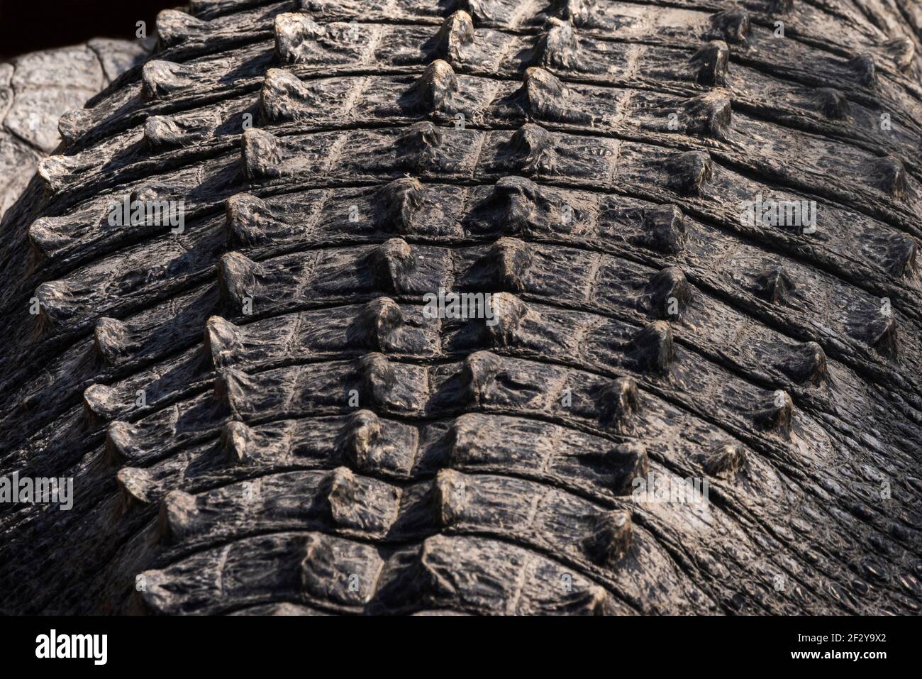 A close-up of the back of an American alligator takes on the look of an ...