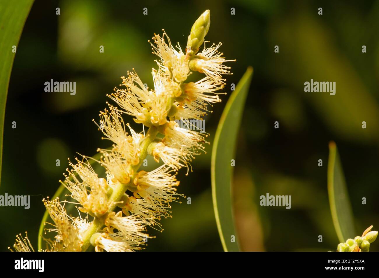 Melaleuca cajuputi flower, in shallow focus, commonly known as cajuput ...