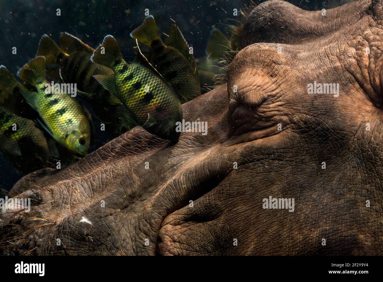 A hippopotamus in the Saint Louis Zoo receives some skin care from a ...