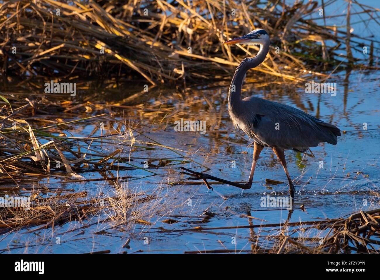 A great blue heron marches through a wetland at Meaher State Park in ...