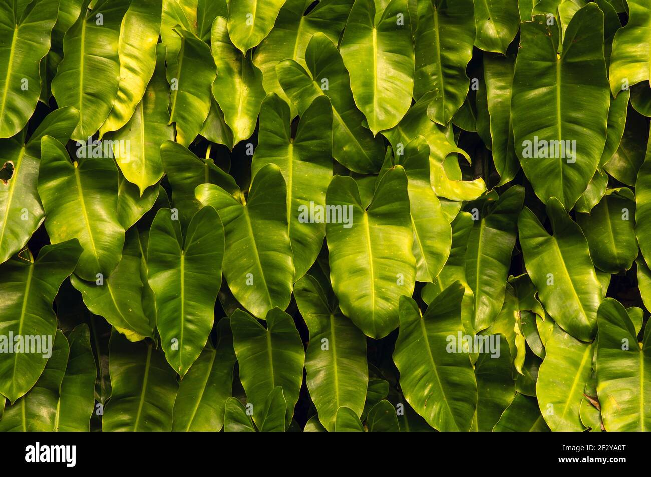 Green and yellow leaves for natural background, backdrop and wallpaper ...