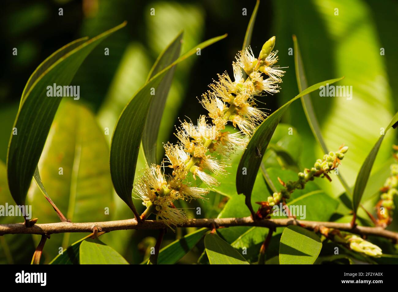 Melaleuca cajuputi flower, in shallow focus, commonly known as cajuput ...