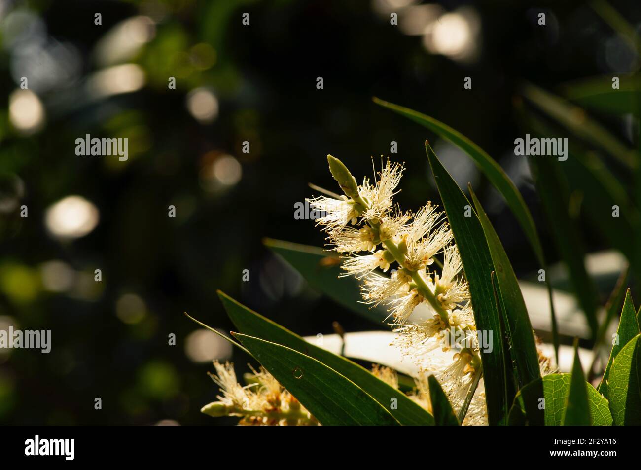 Melaleuca cajuputi flower, in shallow focus, commonly known as cajuput ...