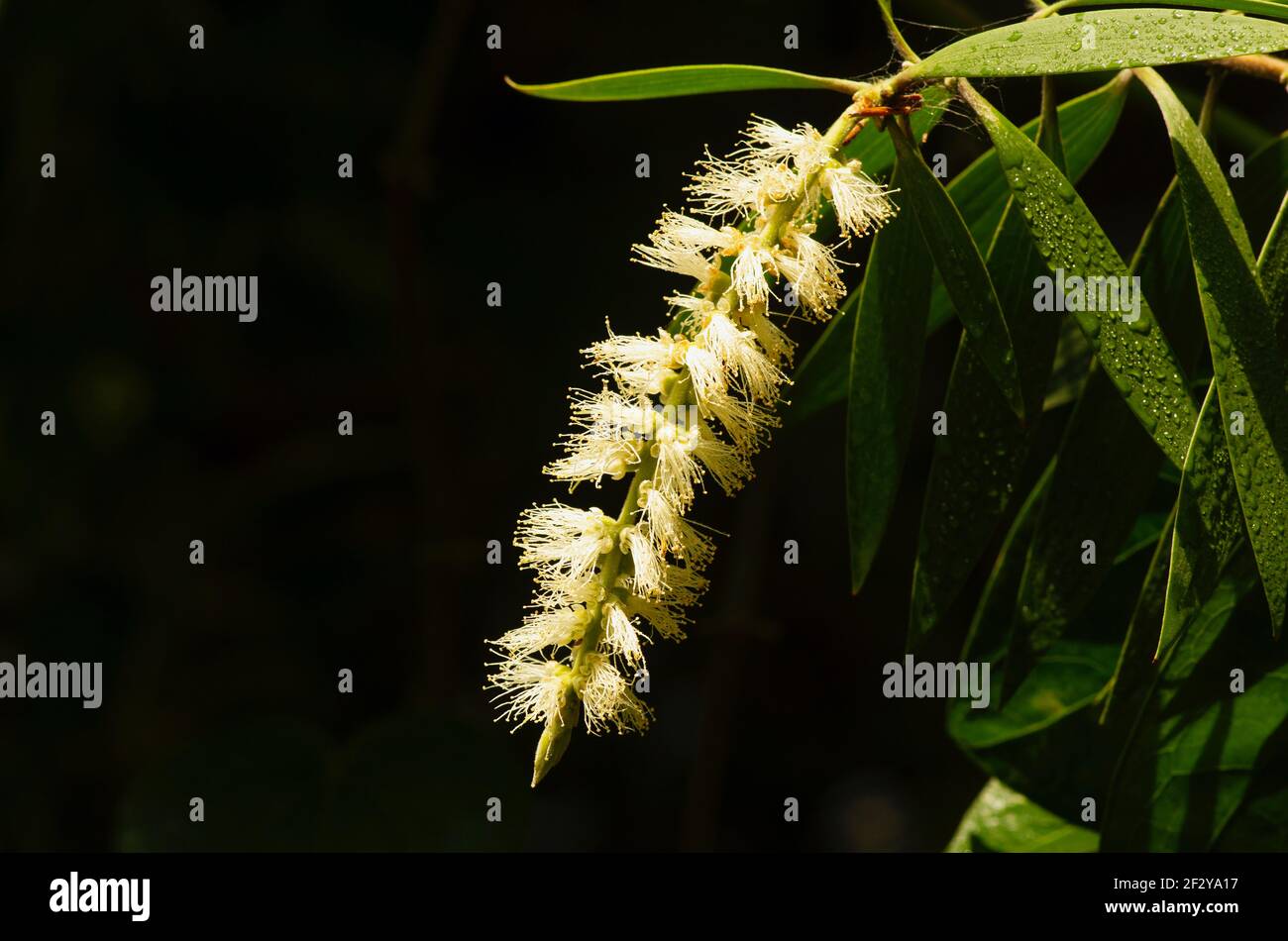 Melaleuca cajuputi flower, in shallow focus, commonly known as cajuput ...