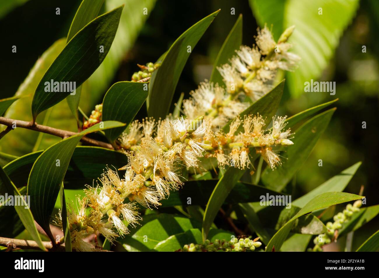 Eucalyptus oil leaves hi-res stock photography and images - Alamy