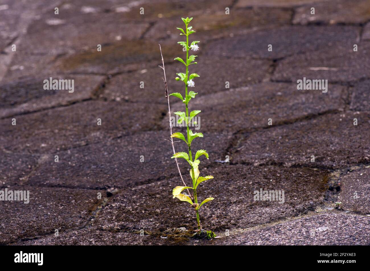 A small plant growing on the cement ground. Nature background Stock ...