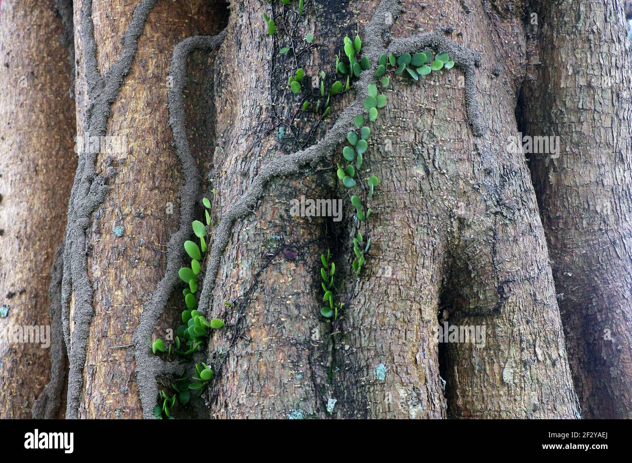 Alstonia scholaris, commonly called blackboard tree with termite ...