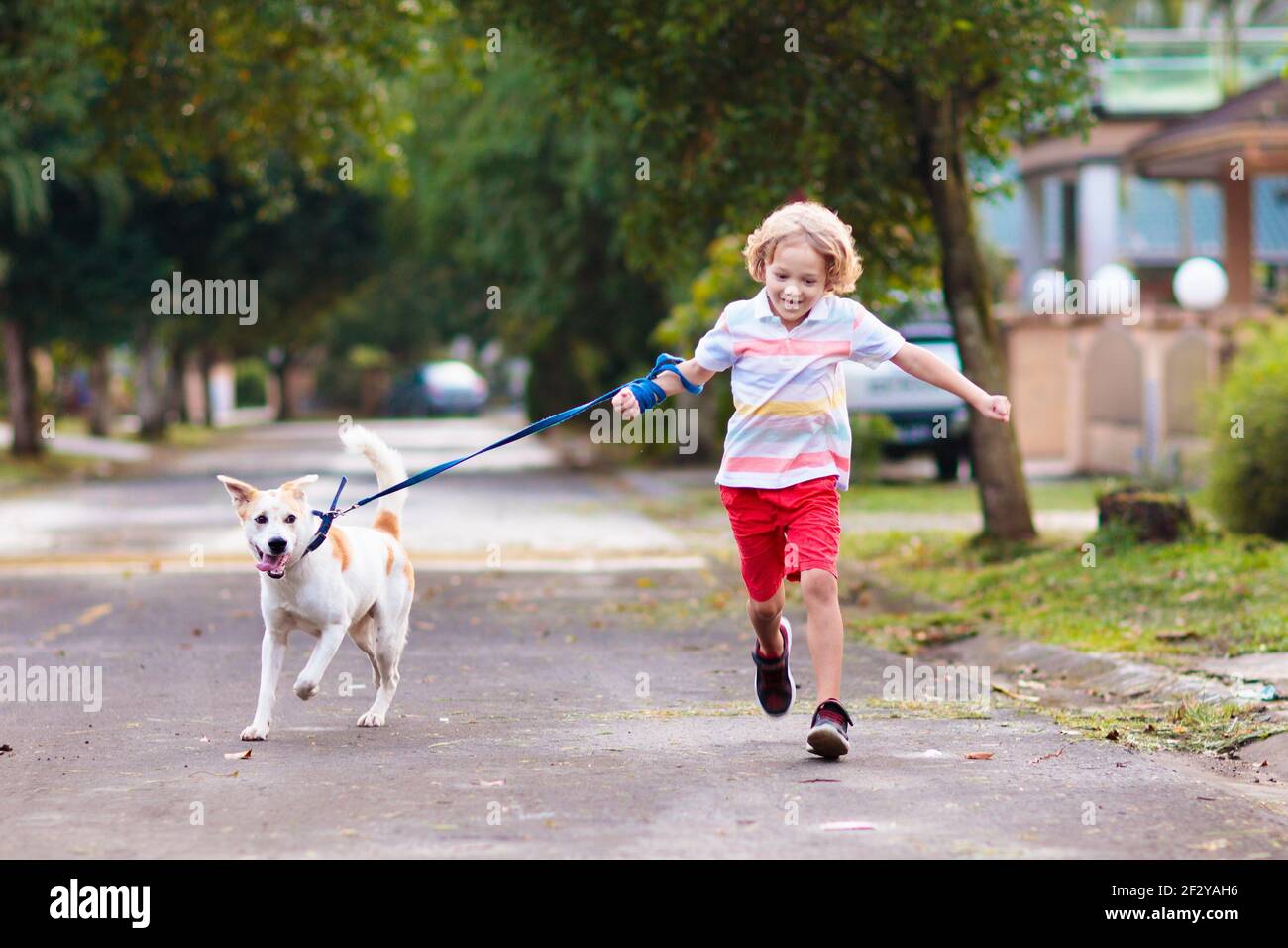 Child walking dog. Kid playing with cute puppy. Little boy running with ...