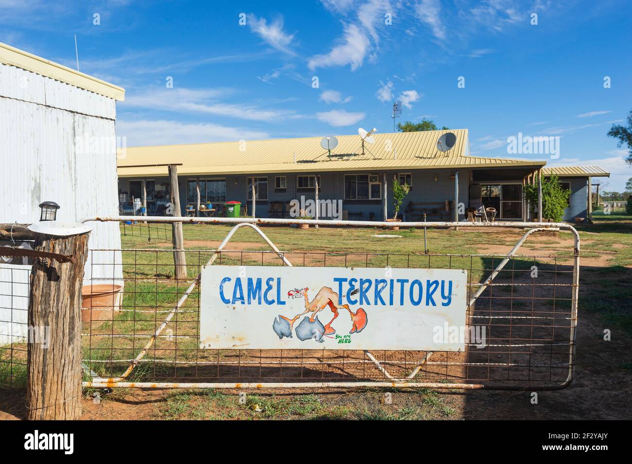 Sheep cattle australia hi-res stock photography and images - Alamy