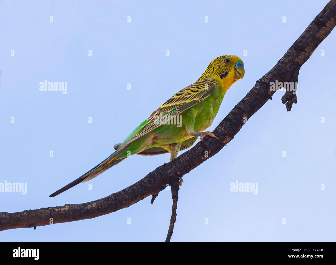Budgerigar australia hi-res stock photography and images - Alamy