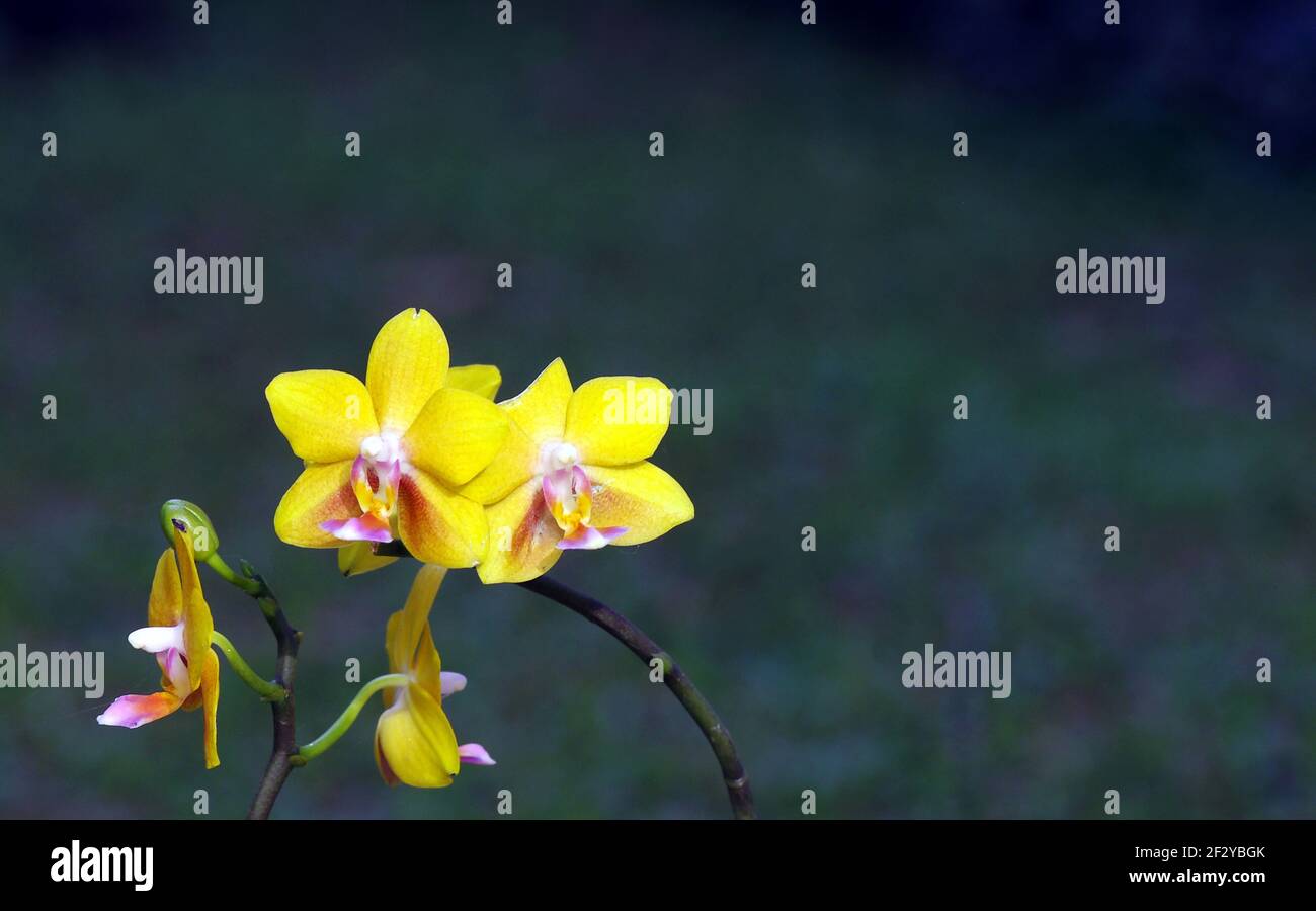 Yellow moth orchid (Phalaenopsis amabilis), commonly known as the moon ...
