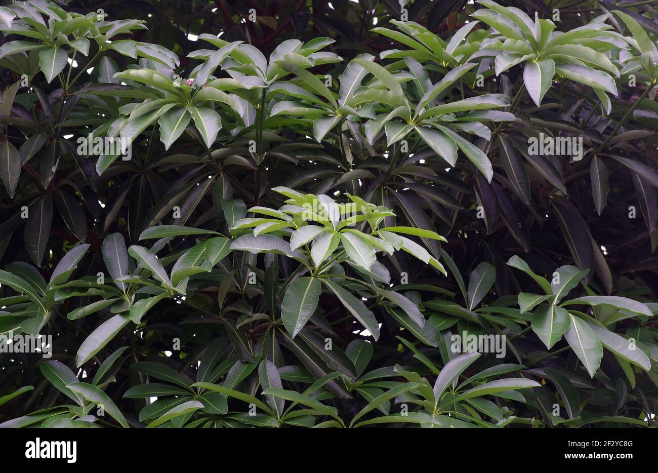 Alstonia scholaris, commonly called blackboard tree in a sunny day ...