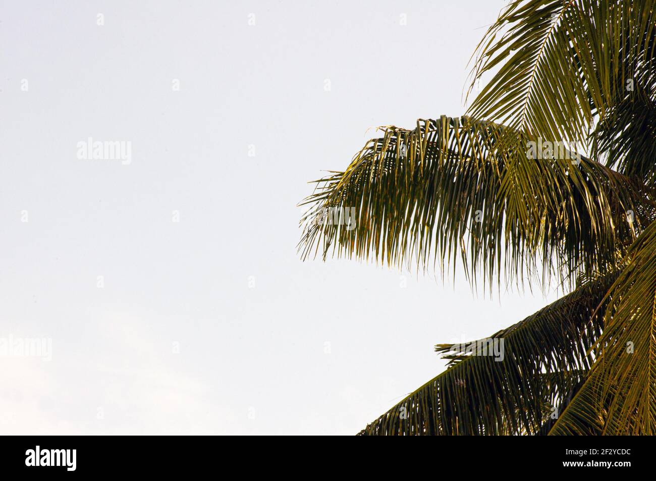 Coconut leaves on the grey background Stock Photo - Alamy