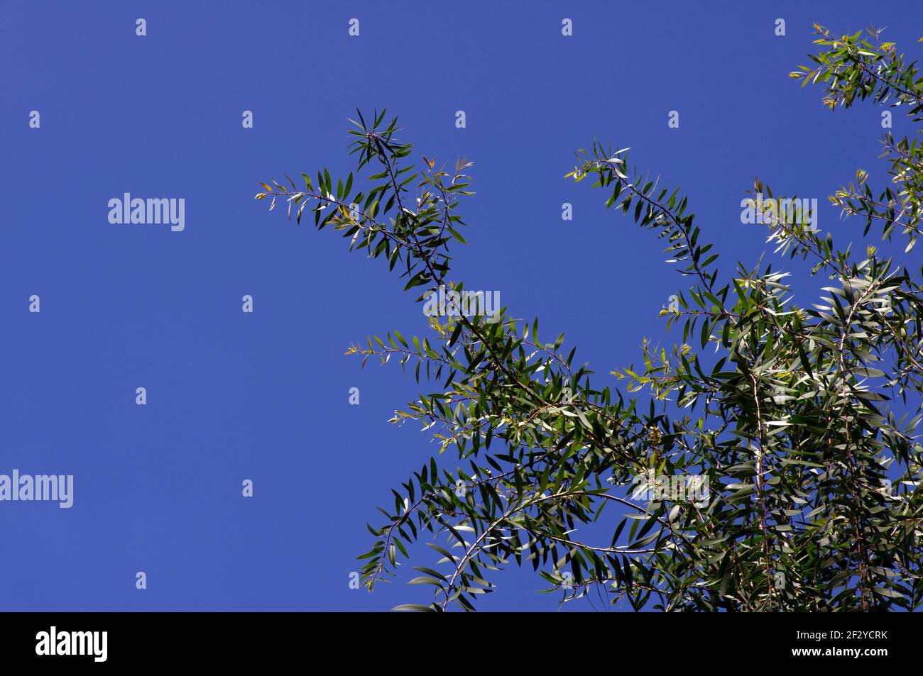 Melaleuca cajuputi plants, commonly known as cajuput with blue sky ...