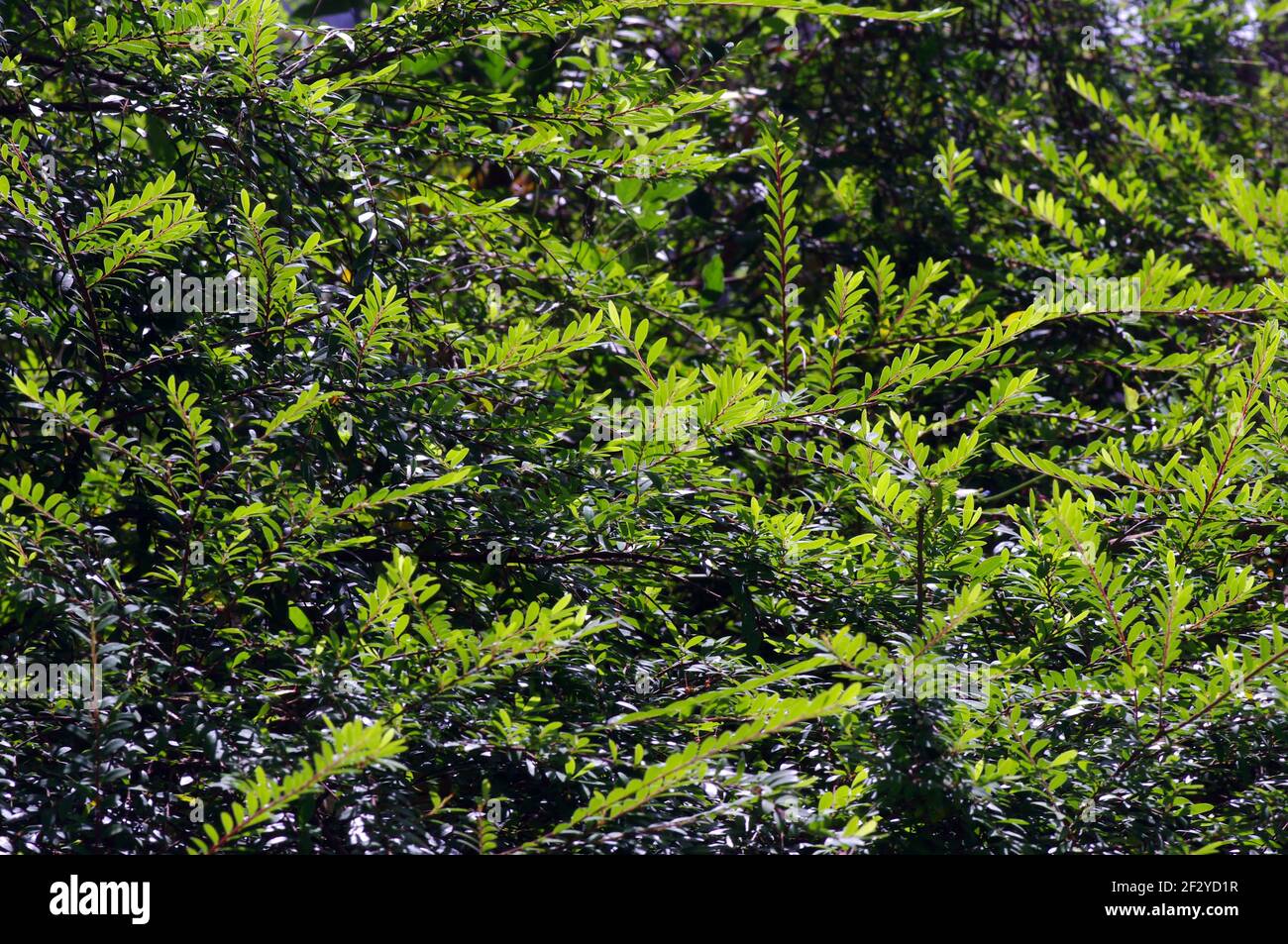 Shrub with small green leaves, for ornamental plants Stock Photo - Alamy