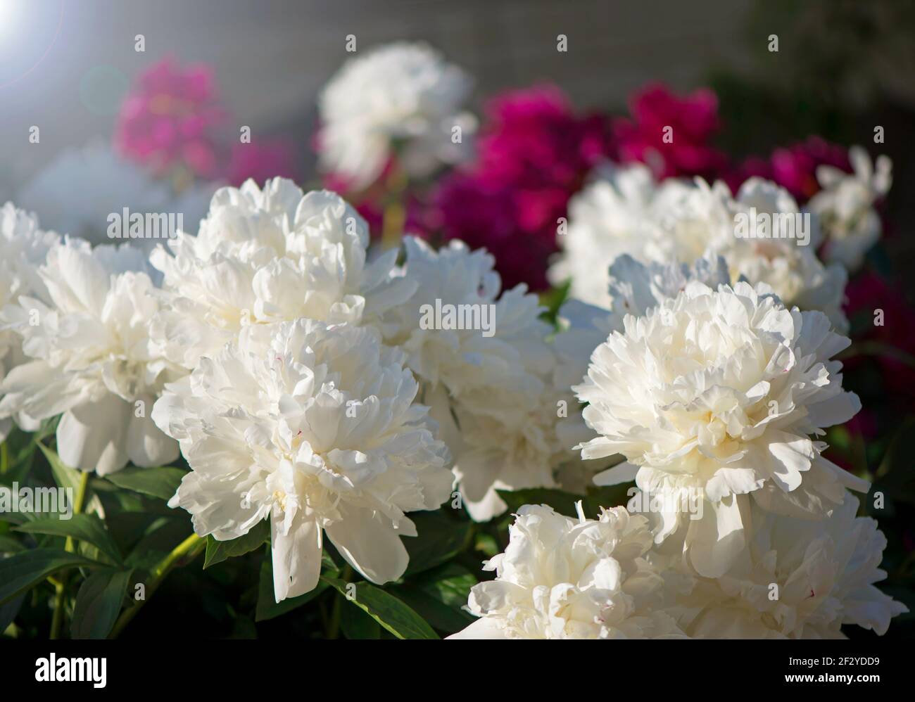 peonies blossomed in the summer, peonies lit by the sun.beautiful ...