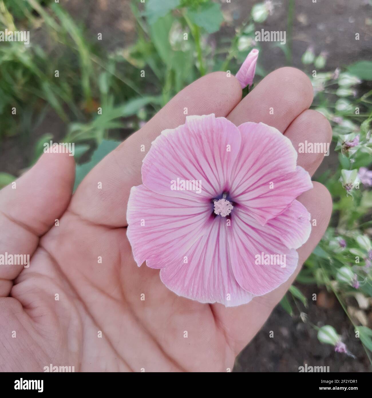 Top view ornamental grass plant hi-res stock photography and images - Alamy